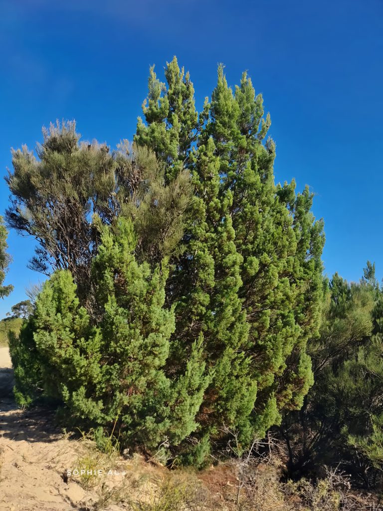 callitris preissii (Rottnest island Pine) - Westgrow Farm Trees