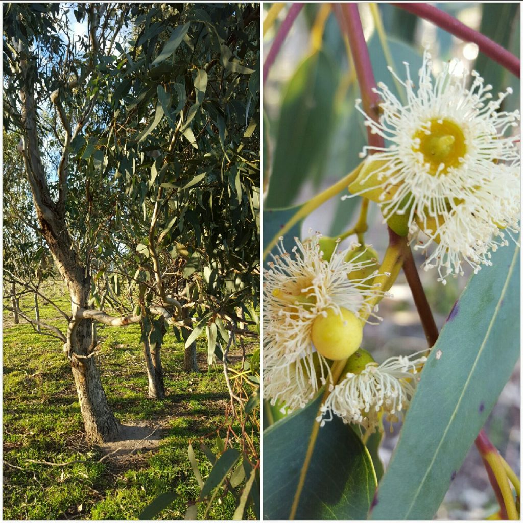 eucalyptus camaldulensis (Red River Gum) - Westgrow Farm Trees